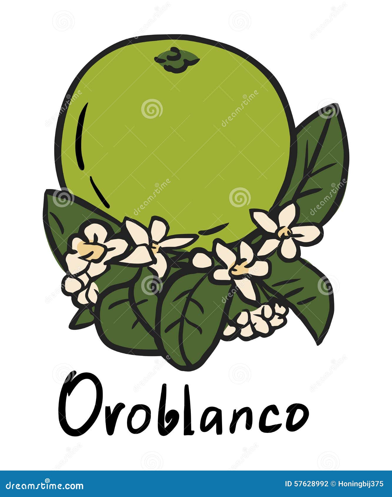 Oroblanco fruit stock vector. Illustration of engraving - 57628992