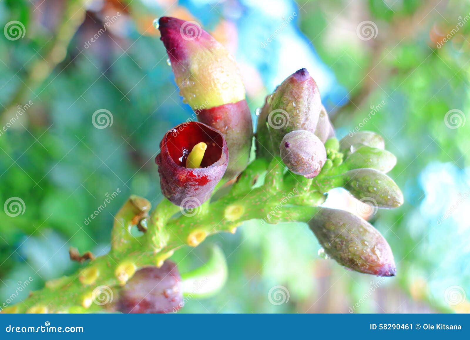 Oroxylum indicum flower stock image. Image of oroxylum - 58290461