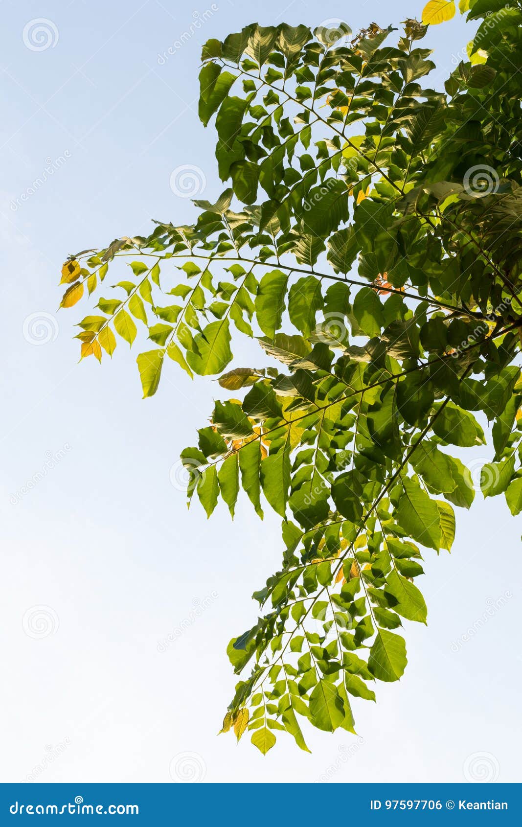 Oroxylum indicum leaves. stock photo. Image of food, calosanthes - 97597706
