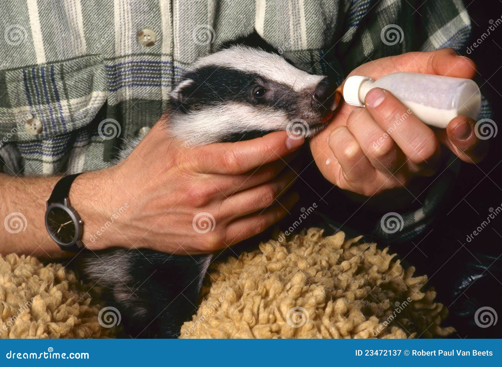 European Badger Baby