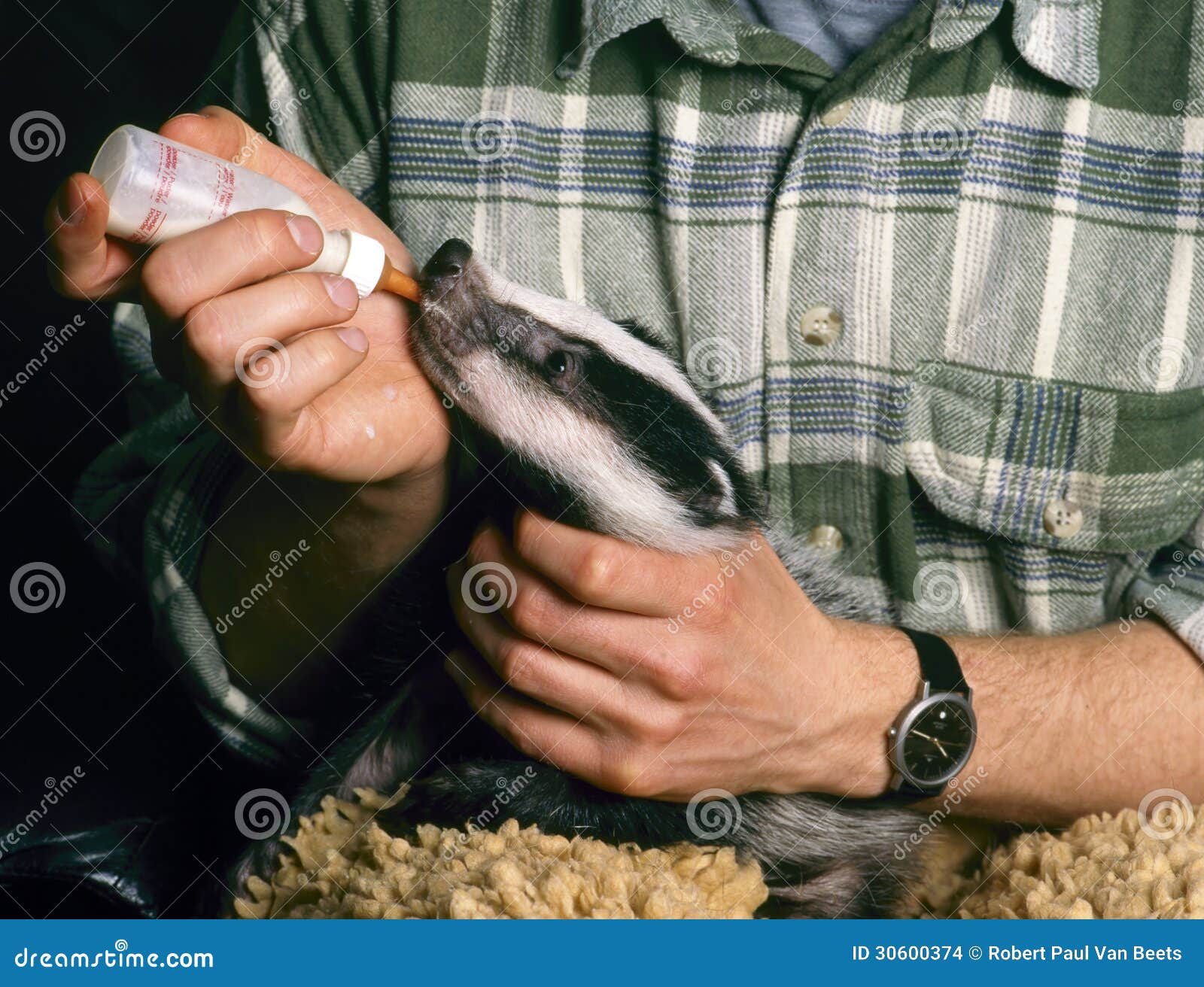 Orphan badger gets milk stock photo. Image of nipple - 30600374