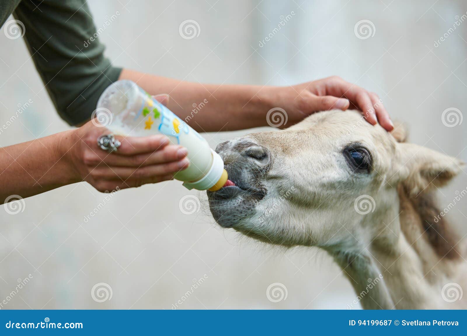 Orphan foal drinking milk stock image. Image of orphan - 94199687