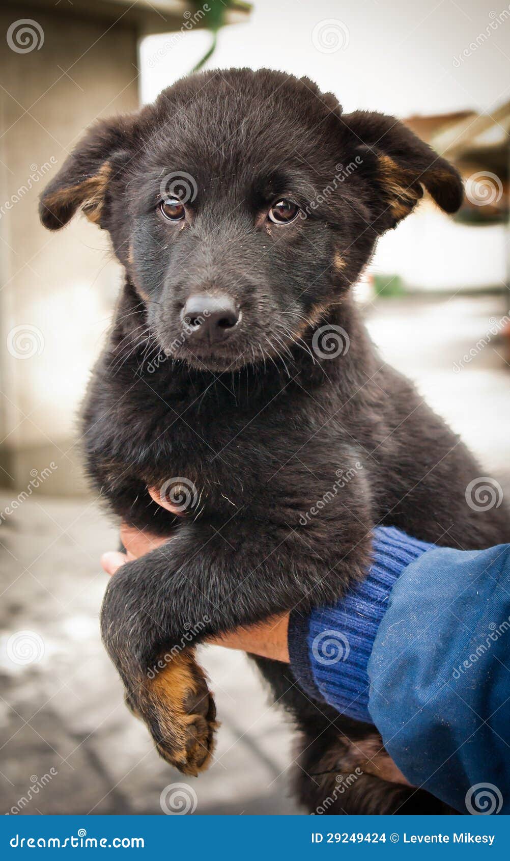 Orphan Puppy in a Dog Pound Stock Photo - Image of depressed, friend ...