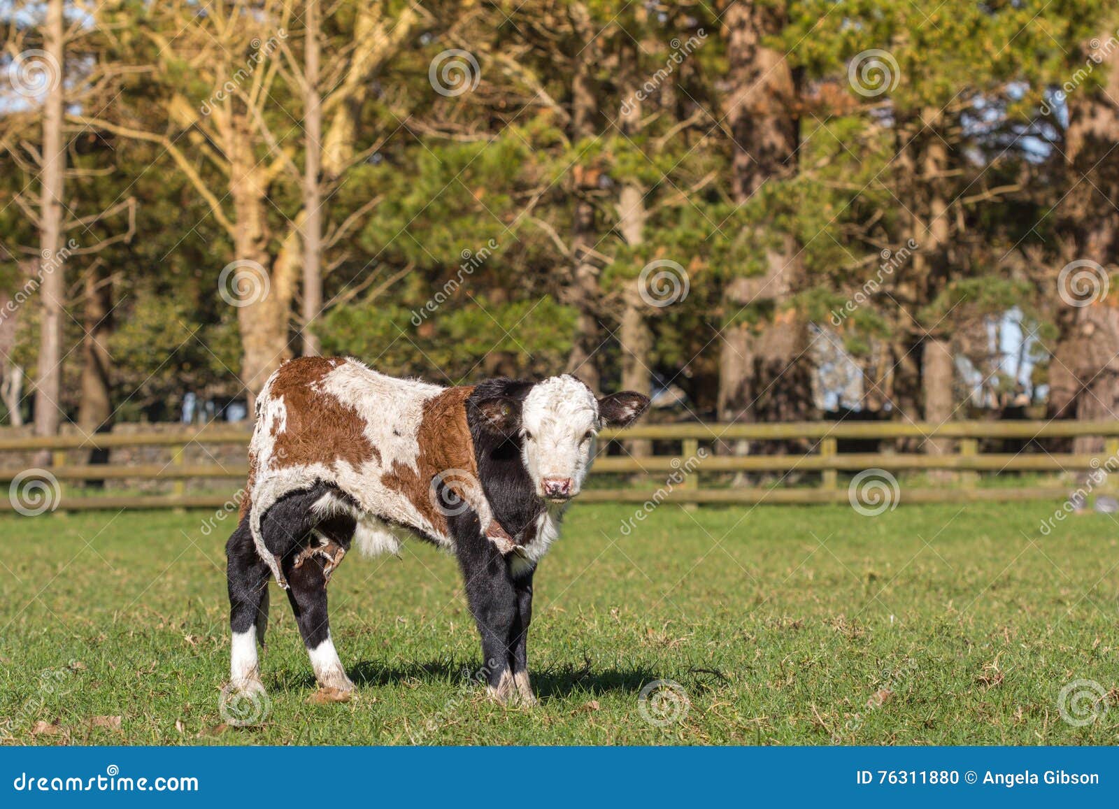 Orphan Spring Calf with Cow Hide Stock Photo - Image of pacific, grass ...