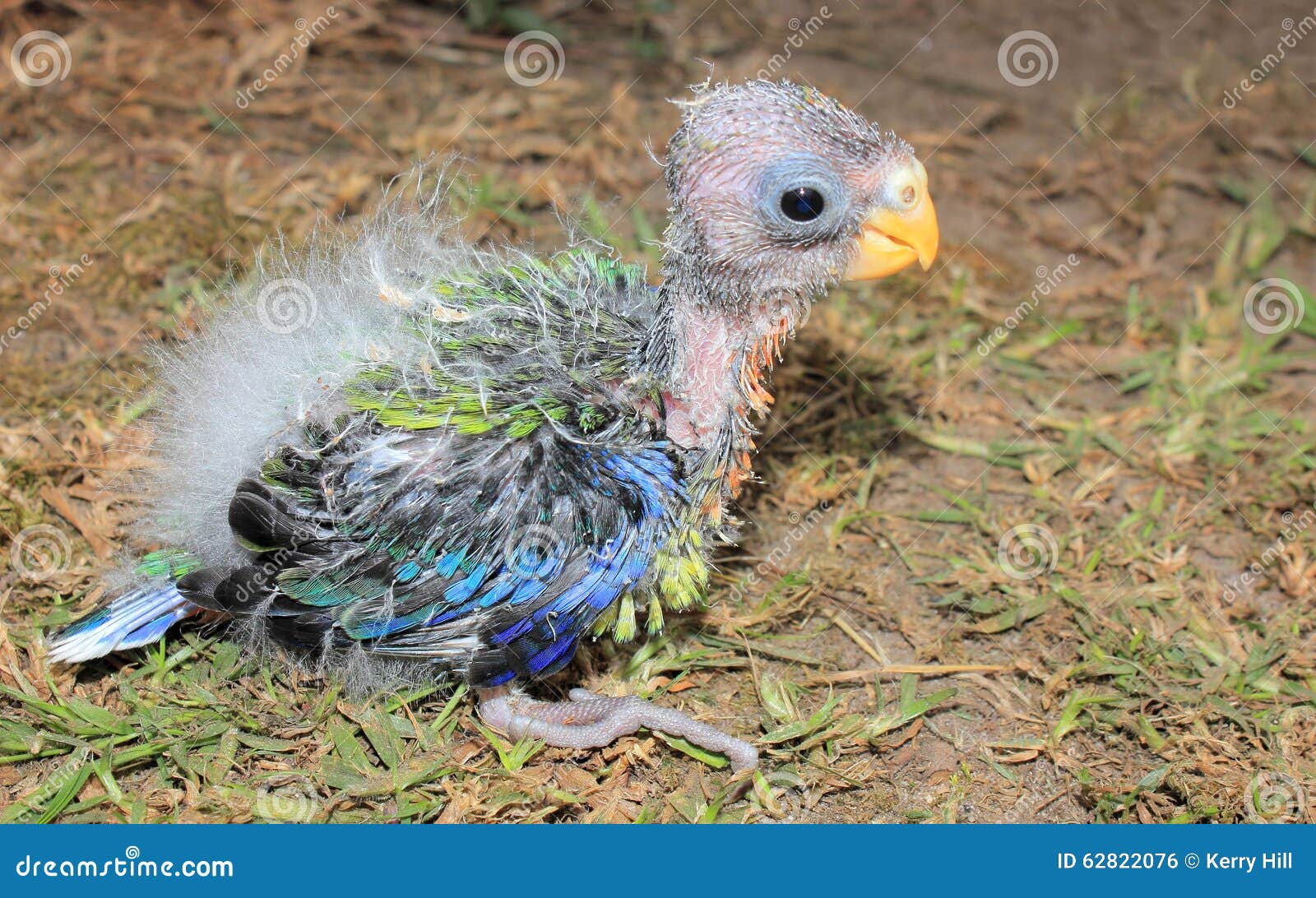 Orphaned Baby Australian Rosella Stock Photo - Image of close, rosella ...