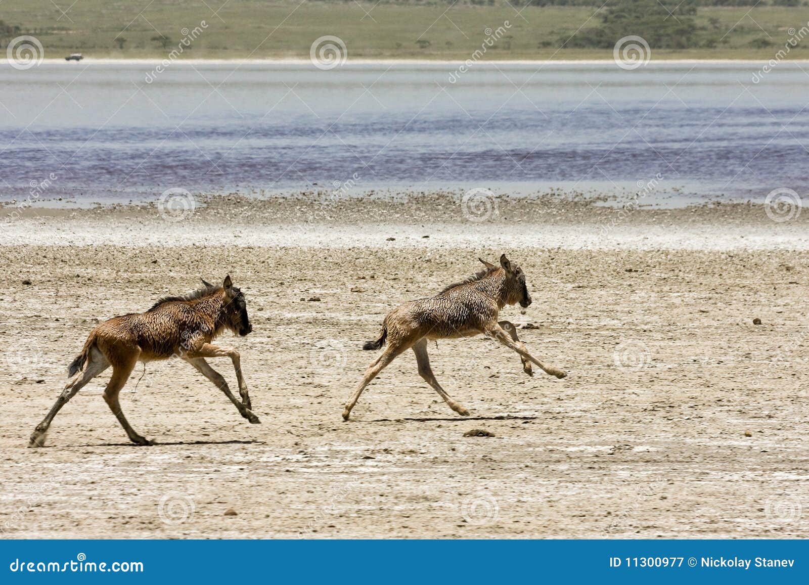Orphaned Baby Wildebeests Running in Serengeti Stock Image - Image of ...