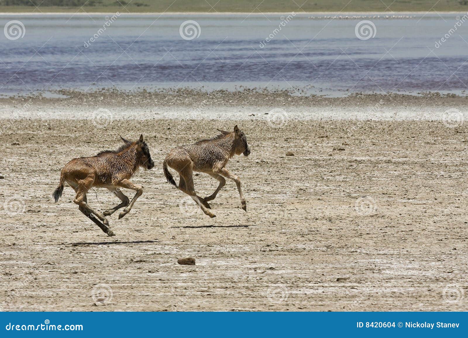 Orphaned Baby Wildebeests Running in Serengeti Stock Photo - Image of ...