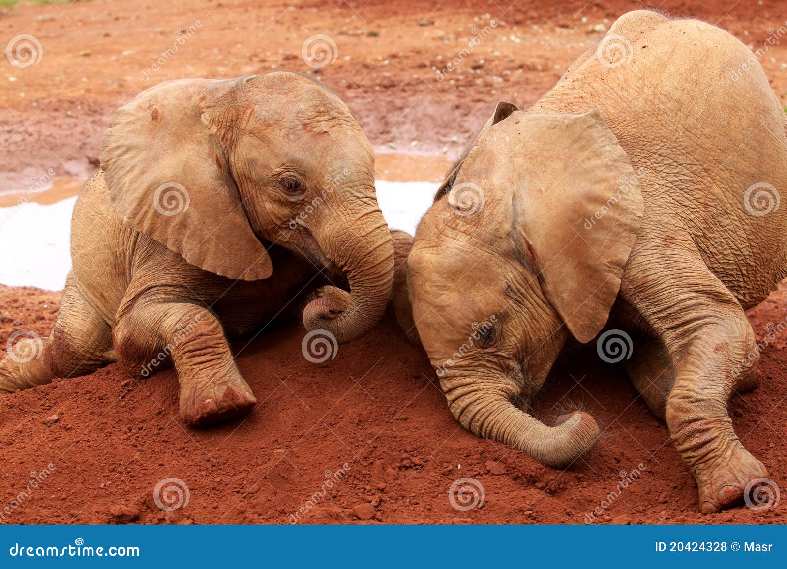 Orphaned elephants stock photo. Image of babies, elephants - 20424328