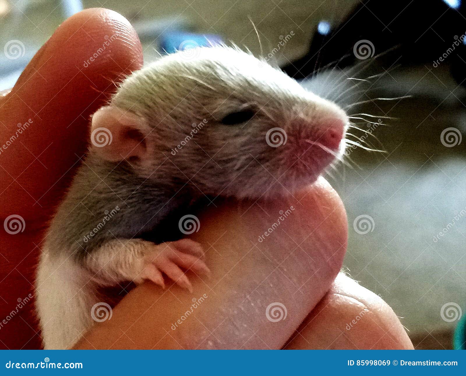 Orphans stock image. Image of heatwave, rats, mother - 85998069