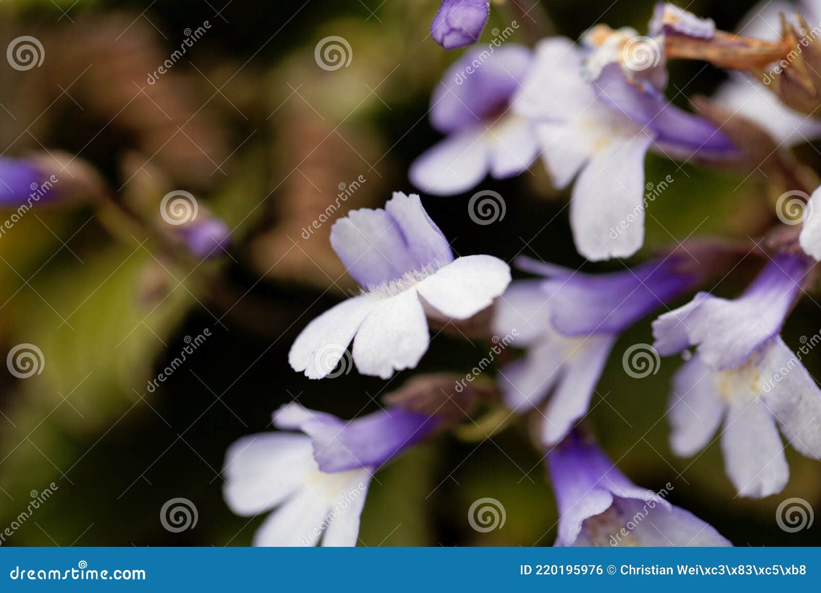 The Orpheus Flower, Haberlea Rhodopensis Stock Photo - Image of blue ...