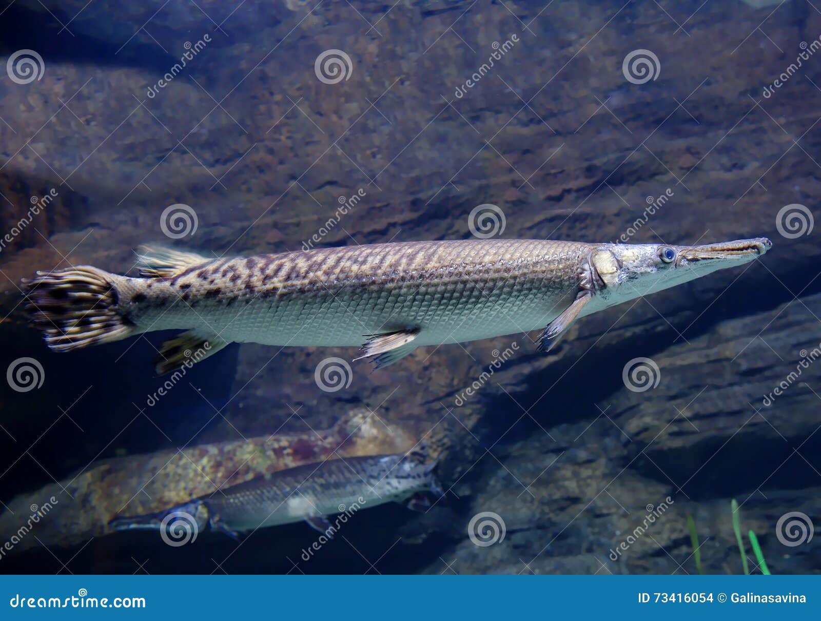 Orphie Au Nez Long De Poissons Photo stock - Image du bains, nord: 73416054