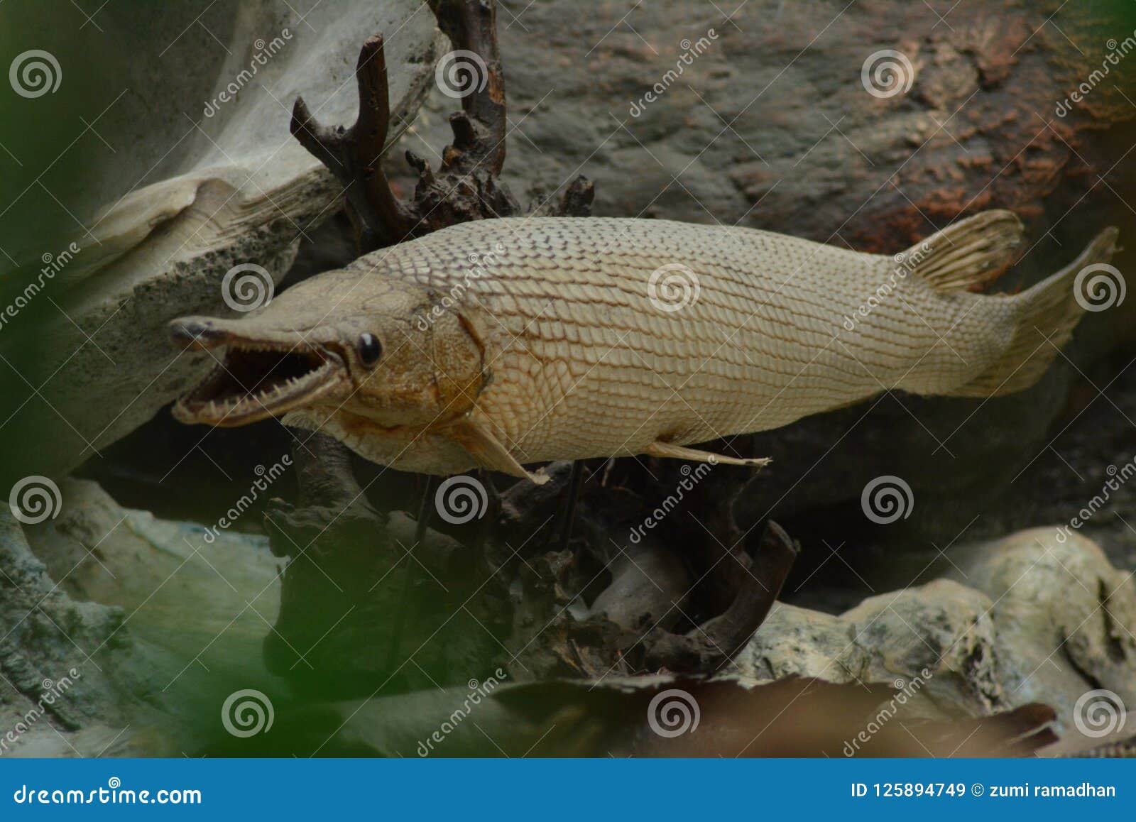 Orphie Photos Stock - Téléchargez 2,863 Photos libres de droits