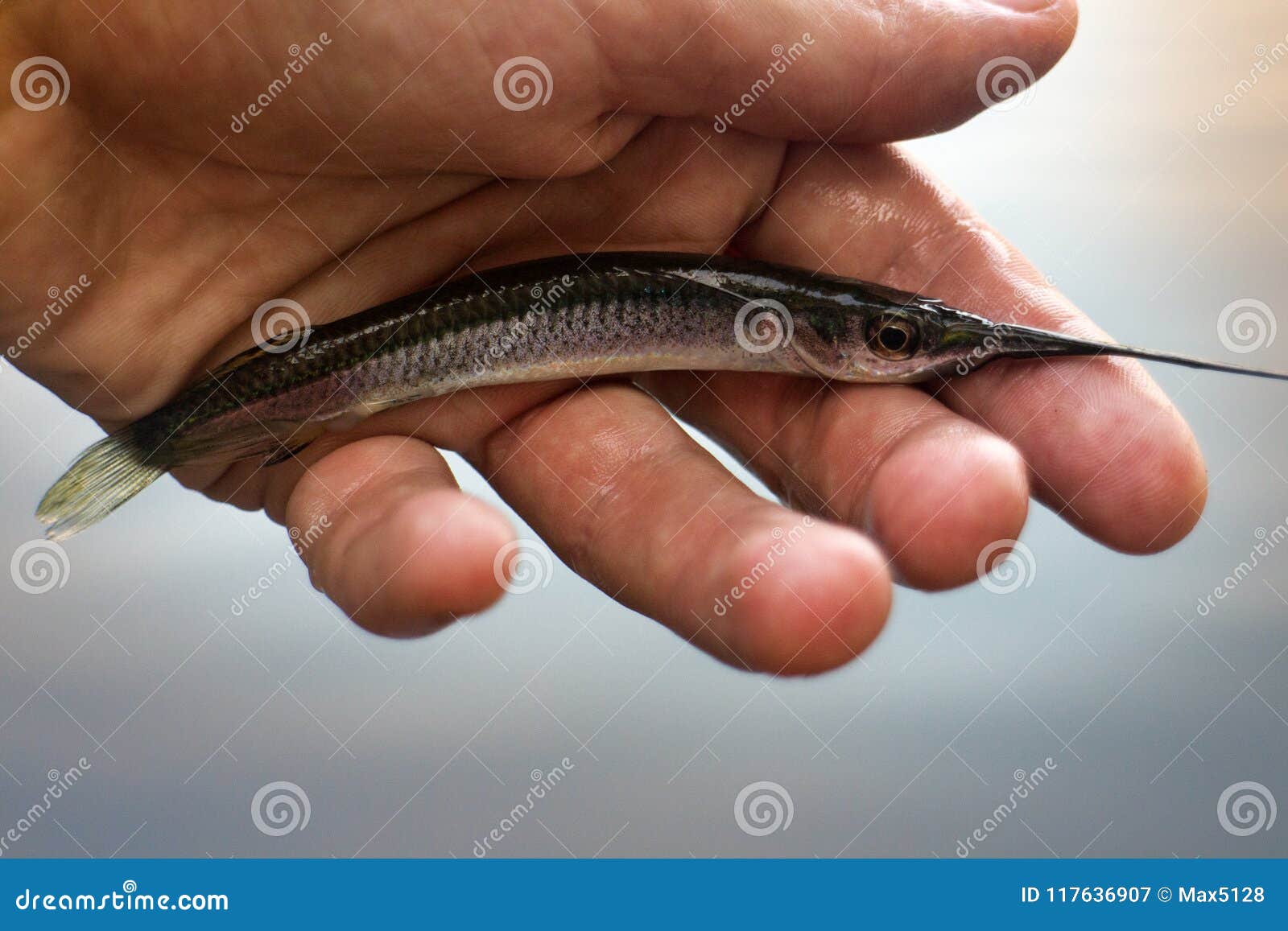 Orphie d'eau douce en main image stock. Image du seafood - 117636907