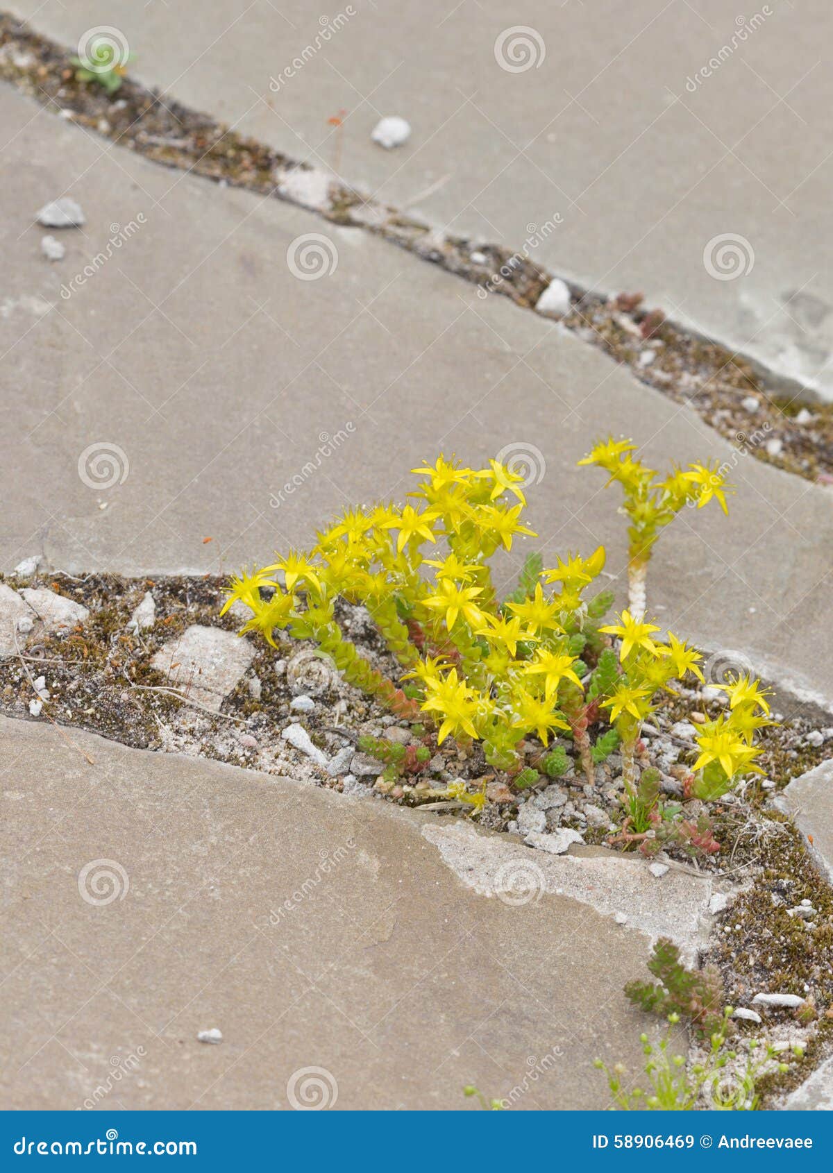 Orpin jaune de fleurs image stock. Image of petit, roche - 58906469