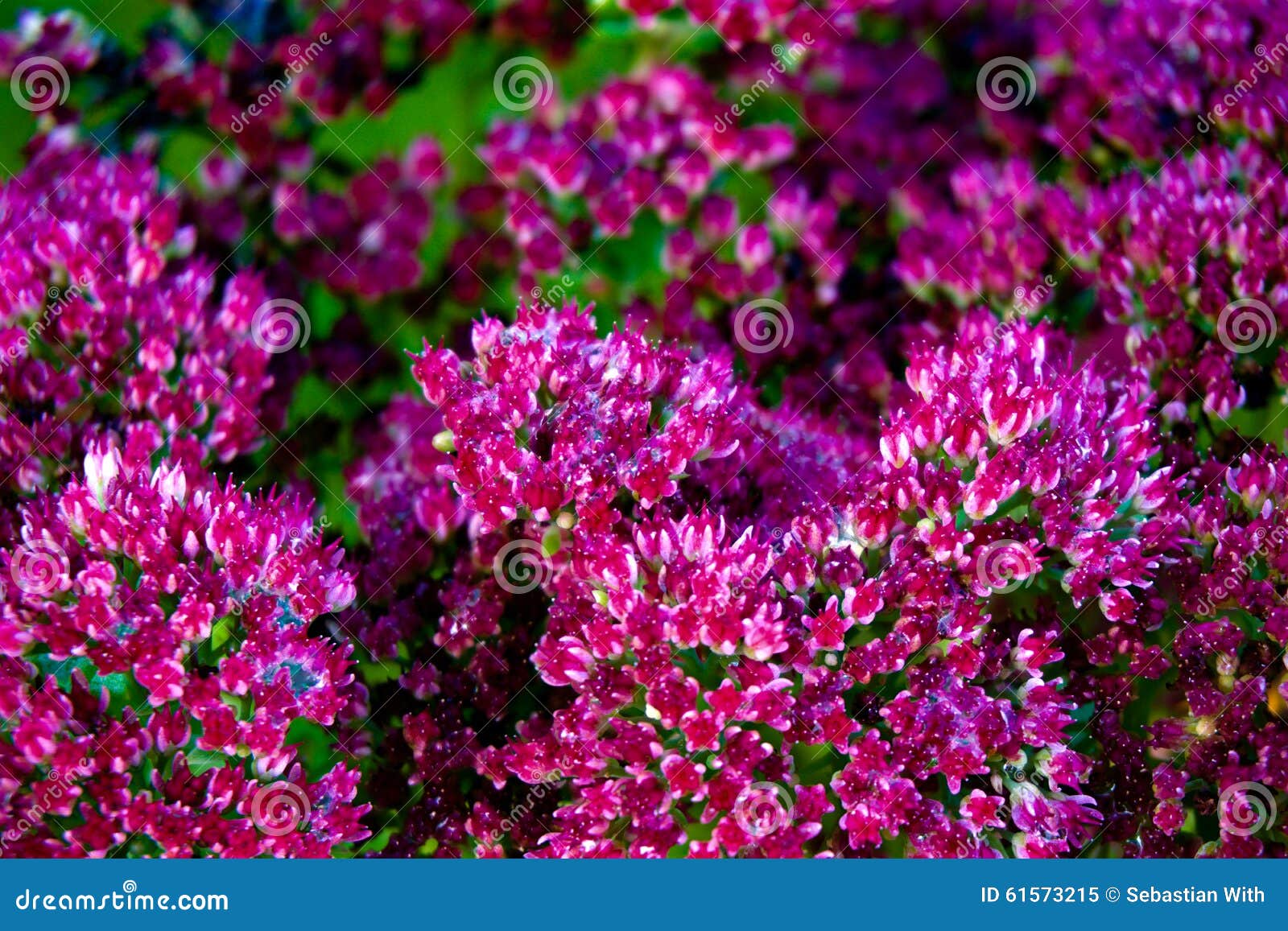 Orpine Flower stock image. Image of herb, hylotelephium - 61573215
