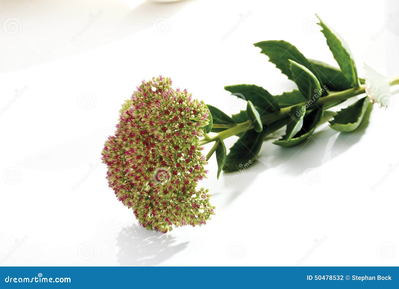 Orpine Flowers (Hylotelephium Telephium) Stock Photo - Image of ...