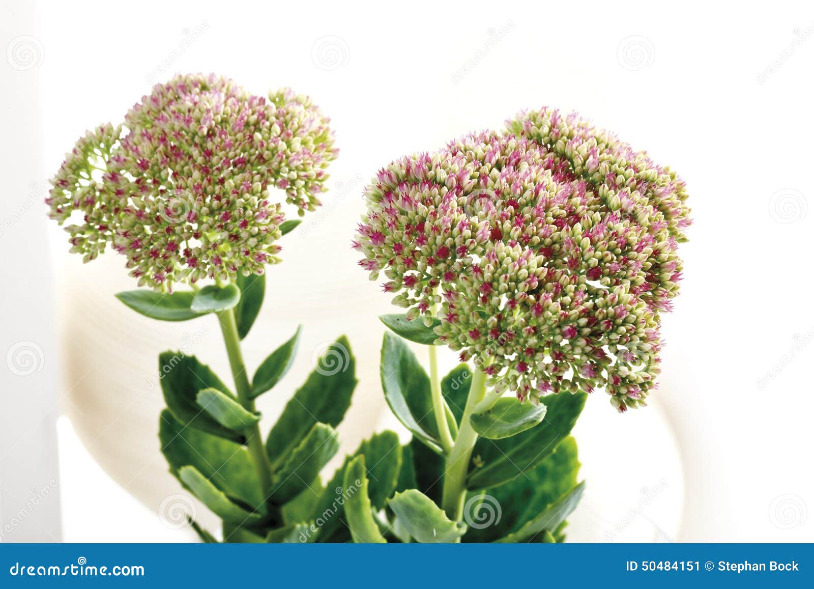 Orpine Flowers (Hylotelephium Telephium) Stock Image - Image of orpine ...
