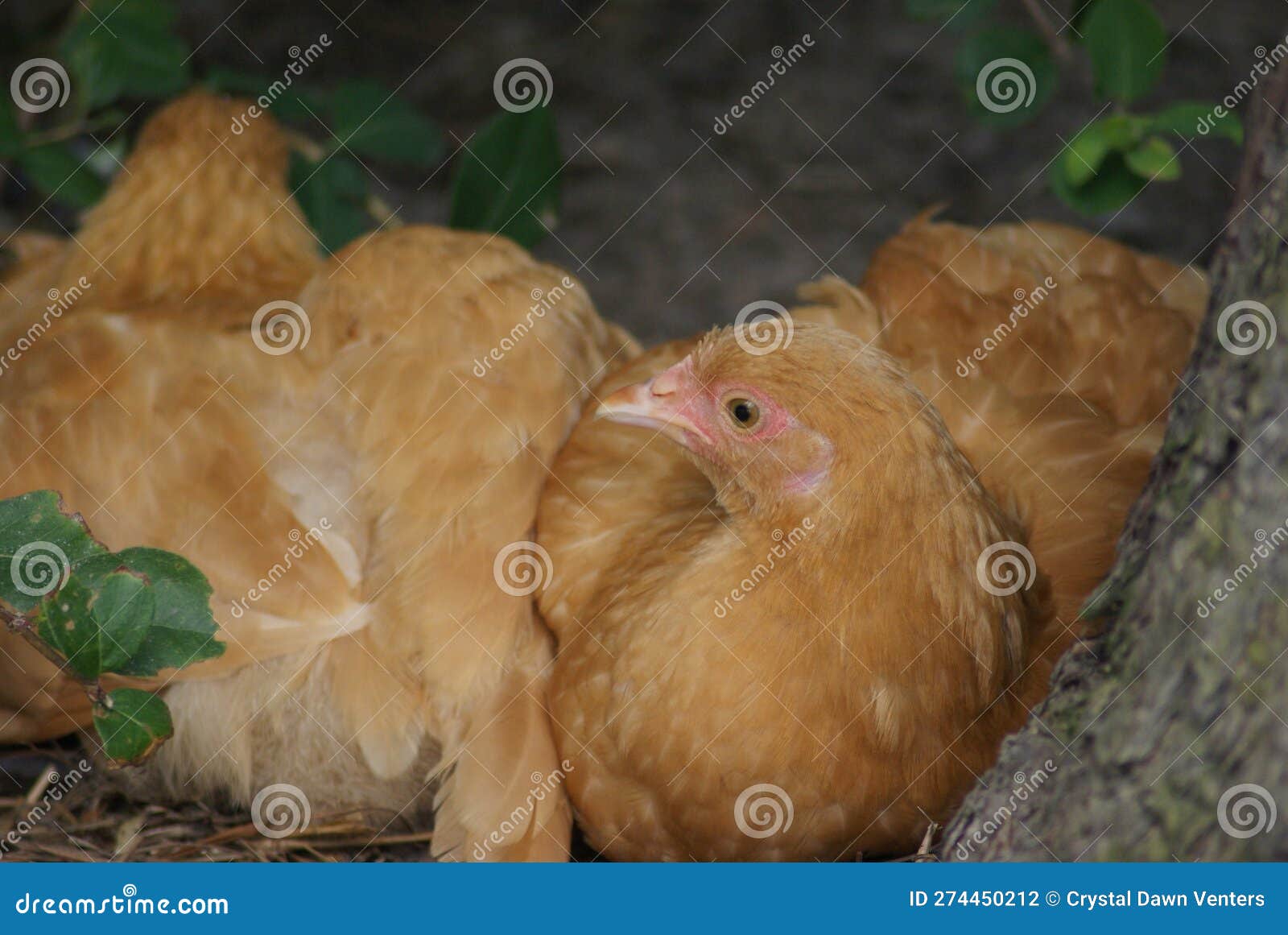 Orpington Chickens stock photo. Image of domestic, beak - 274450212