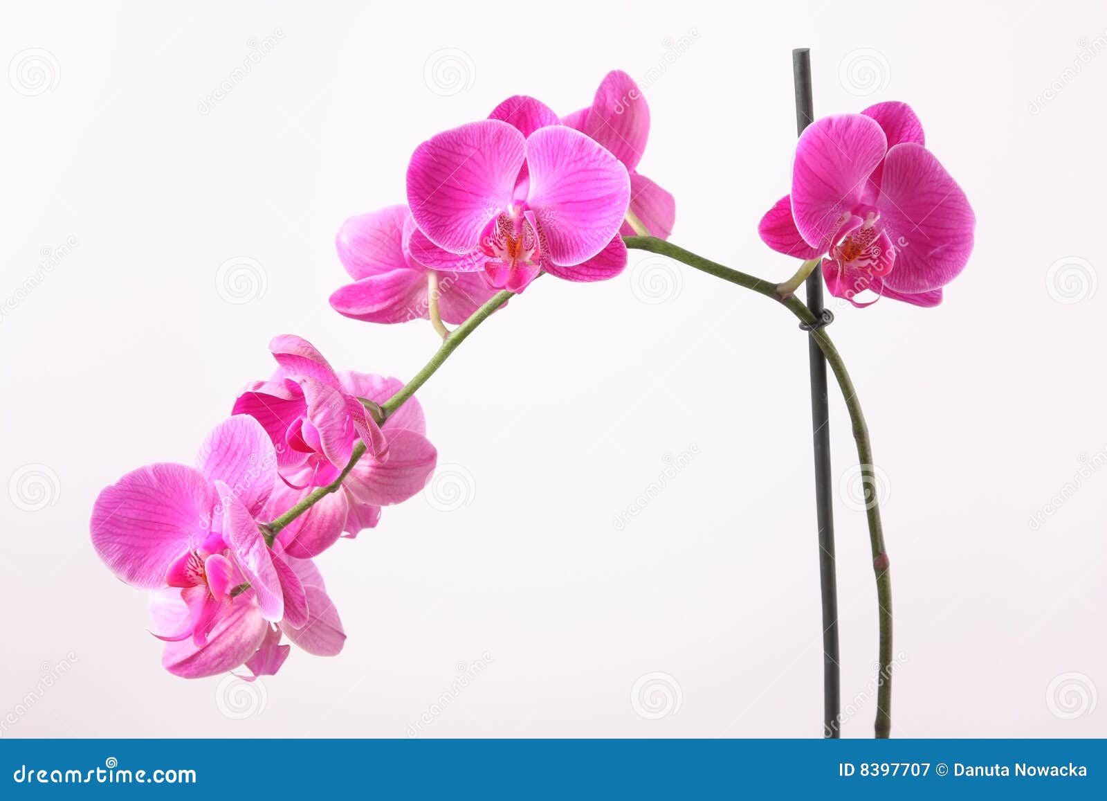 Orquídea imagem de stock. Imagem de magenta, pétala, colorido - 8397707