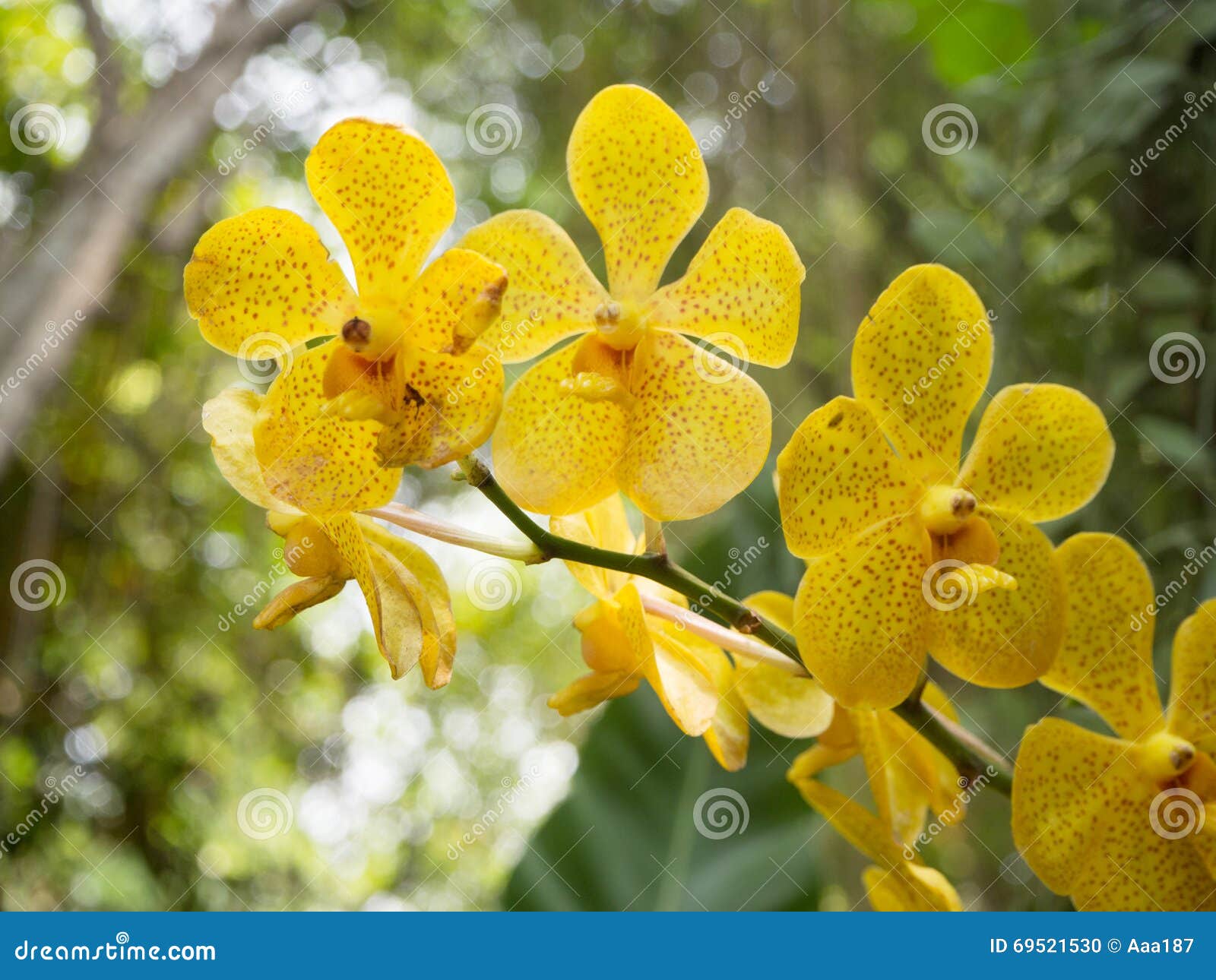 Orquídea Amarela De Vanda Da Flor Foto de Stock - Imagem de tailandês ...