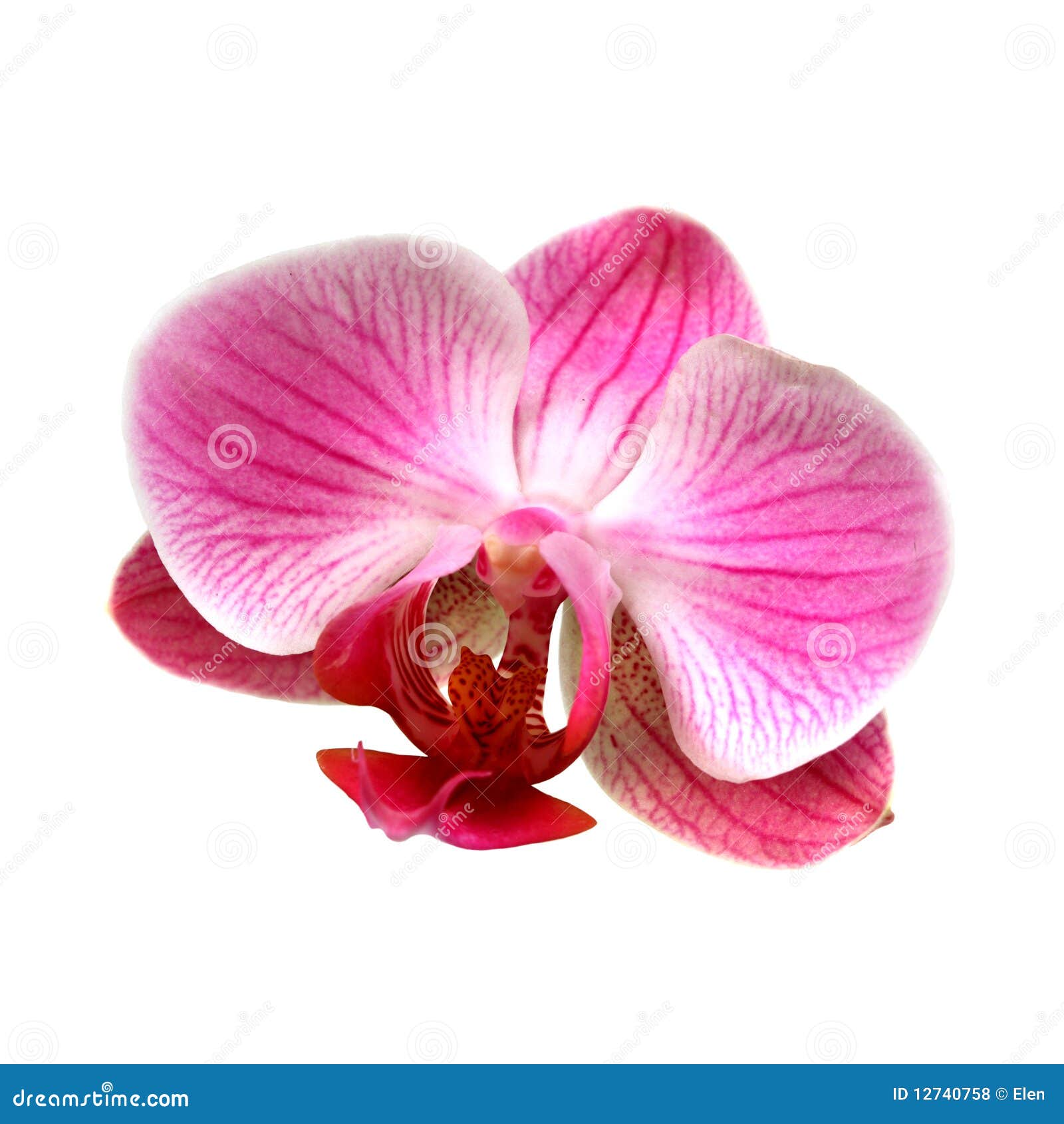 Orquídea Cor-de-rosa Da Flor Foto de Stock - Imagem de fundo, pétalas ...