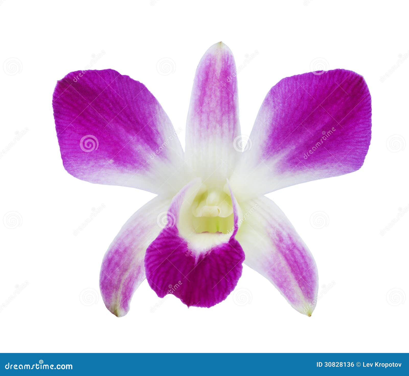 Orquídea De Color Morado Oscuro Foto de archivo - Imagen de aislado ...