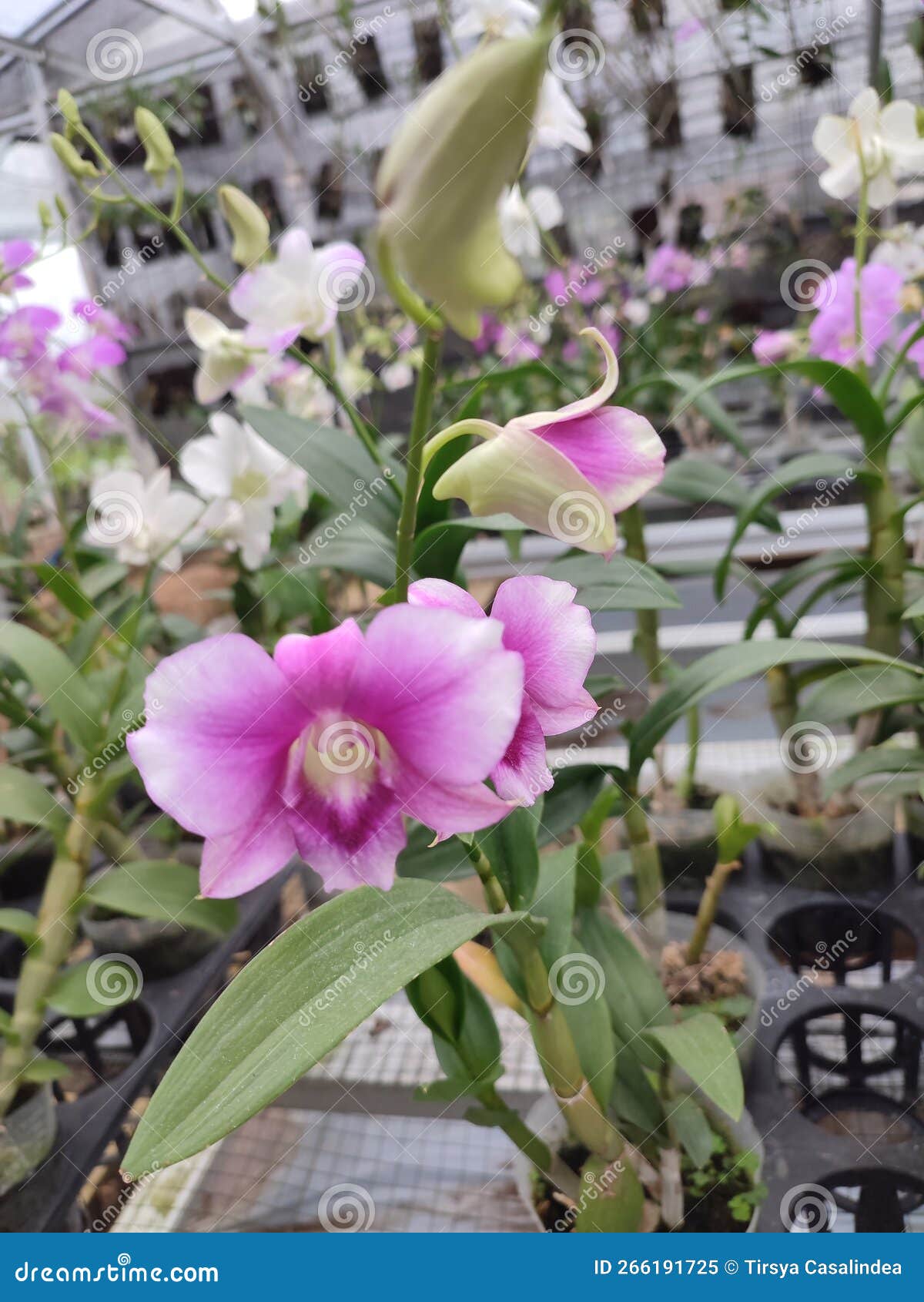 Orquídea De Dragón Dendrobium Imagen de archivo - Imagen de hierba ...