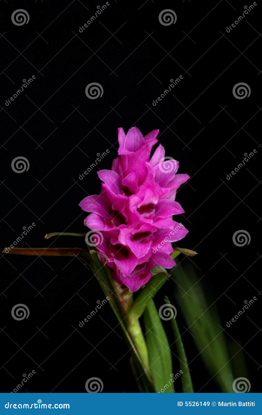 Orquídea de Isochilus imagen de archivo. Imagen de floreciente - 5526149