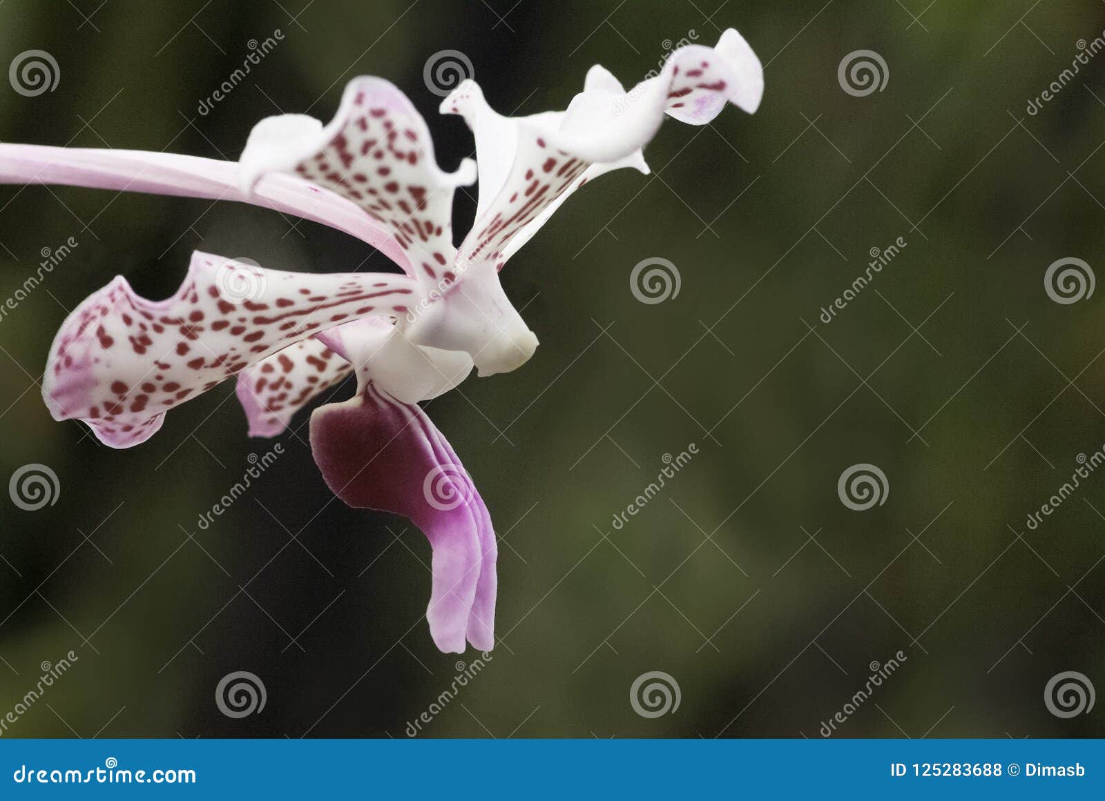 Orquídea De Torito De Costa Rica Foto de archivo - Imagen de floretes ...