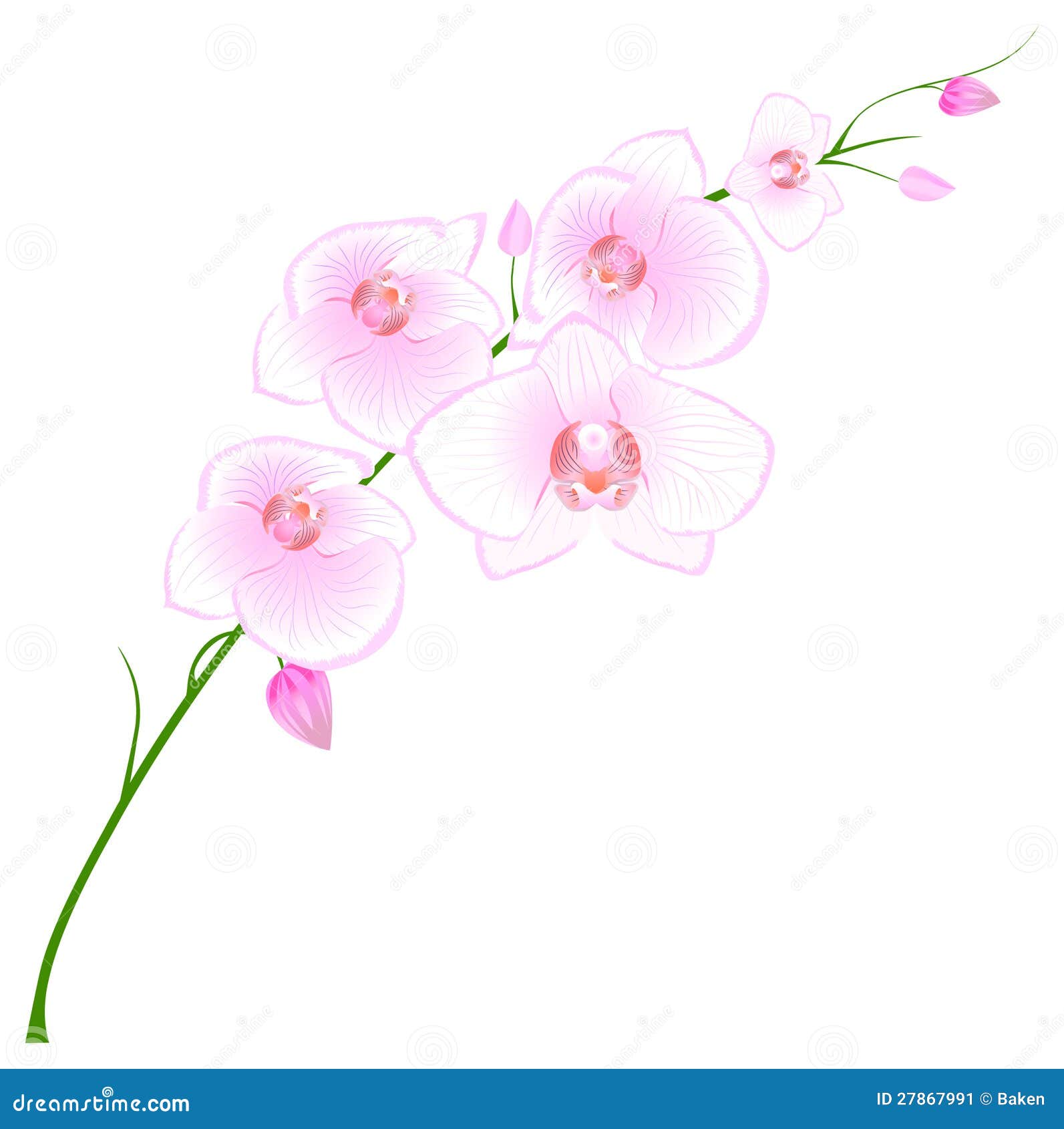 Orquídea del vector. ilustración del vector. Ilustración de elemento ...