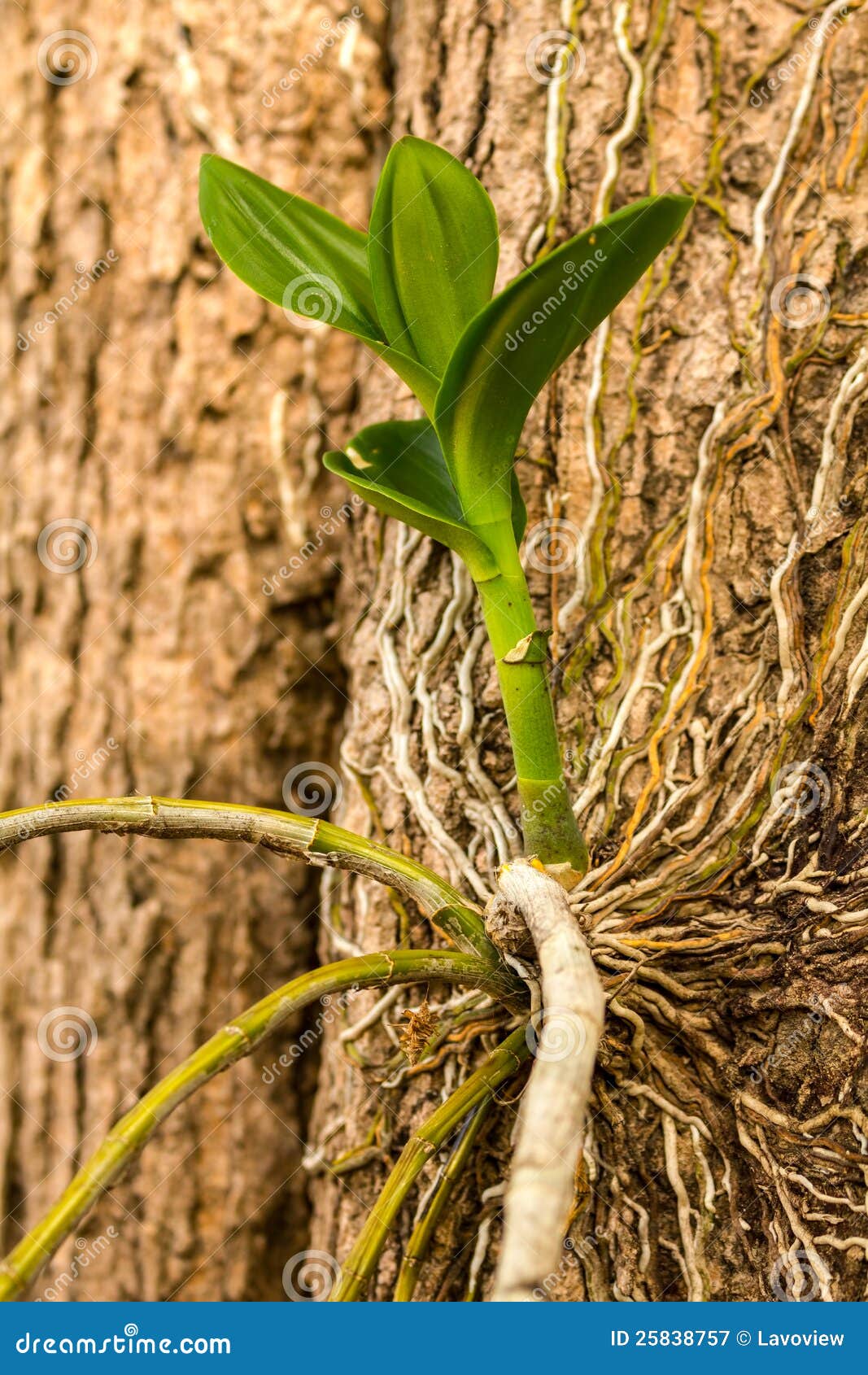 Orquídea en árbol imagen de archivo. Imagen de adalid - 25838757