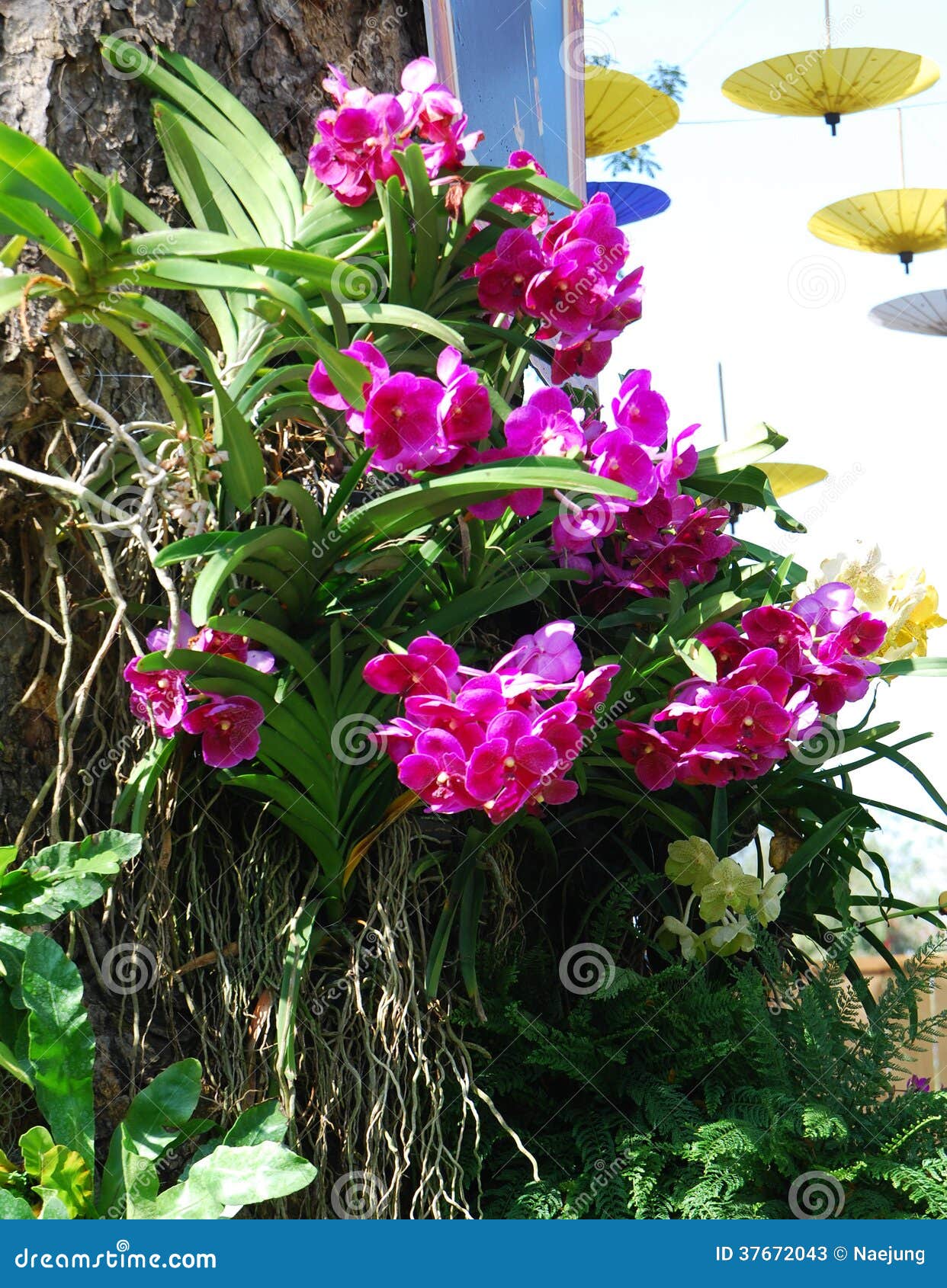 Orquídea rosada de Vanda imagen de archivo. Imagen de romance - 37672043