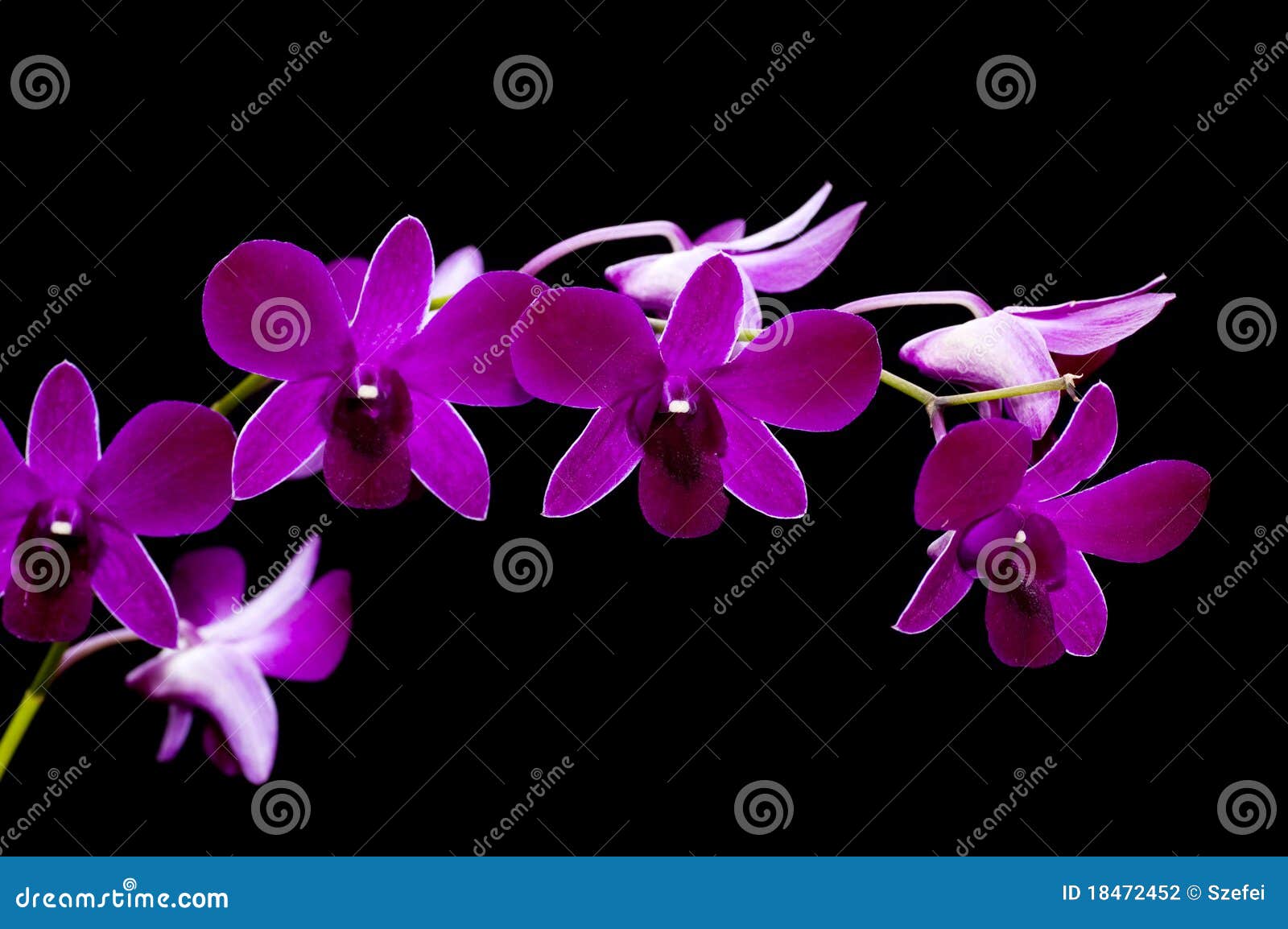Orquídea roxa foto de stock. Imagem de delicado, botânica - 18472452