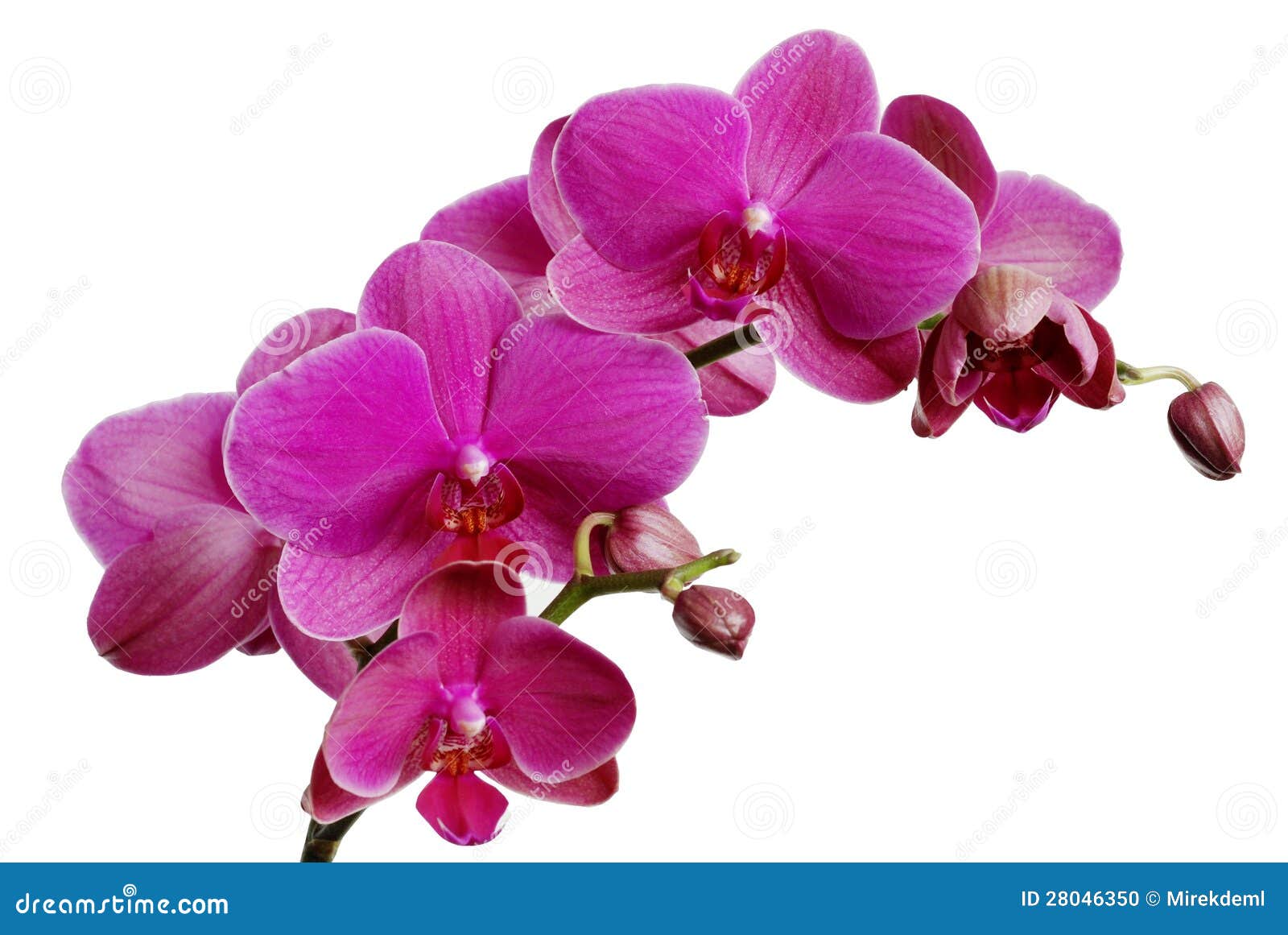 Orquídea roxa foto de stock. Imagem de frescor, botânica - 28046350