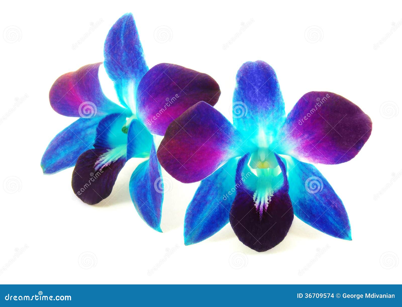 Orquídea roxa foto de stock. Imagem de planta, vermelho - 36709574