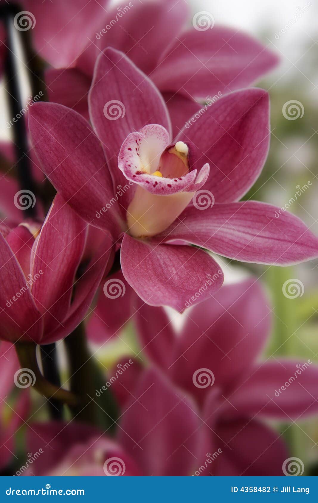 Orquídea roxa bonita foto de stock. Imagem de subtropical - 4358482