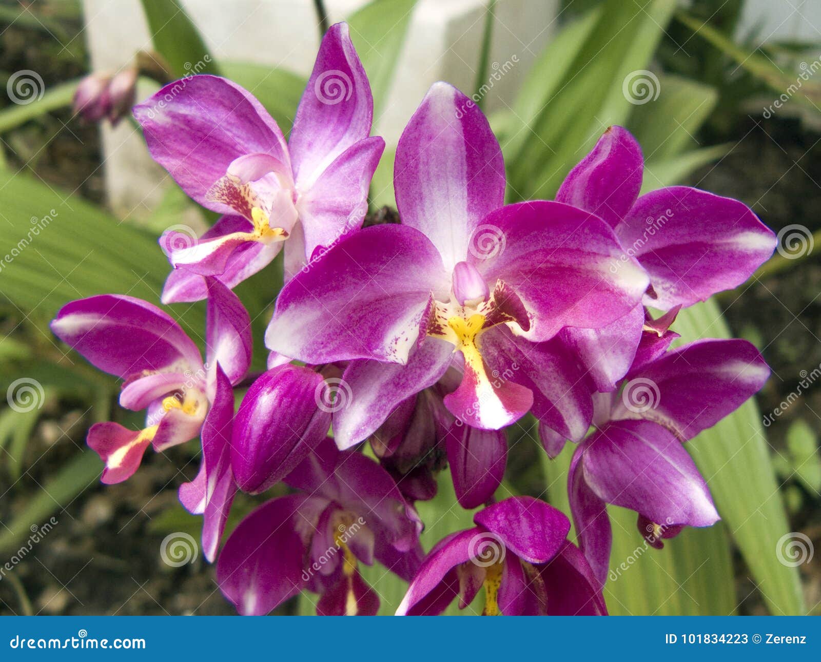 Orquídea Roxa De Spathoglottis Imagem de Stock - Imagem de perfumado ...