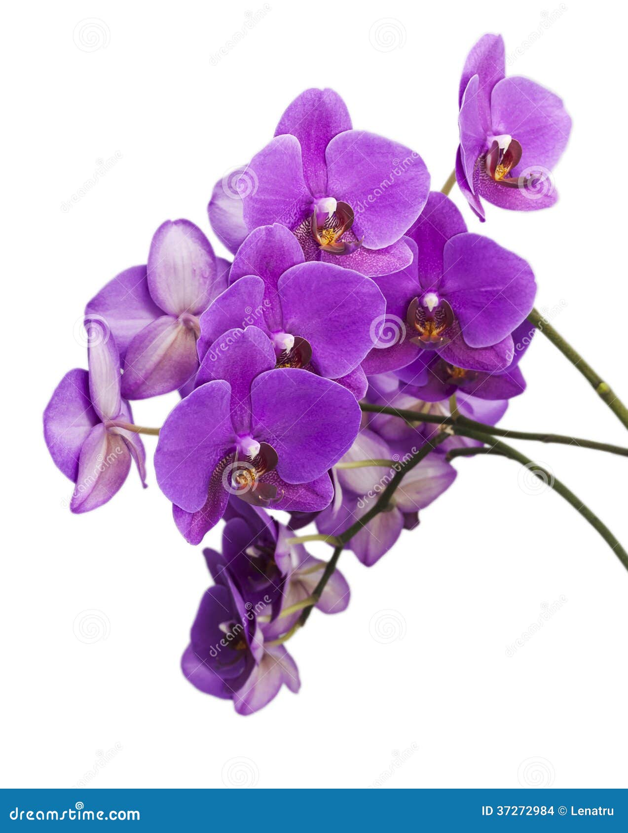 Orquídea roxa escura foto de stock. Imagem de fundir - 37272984