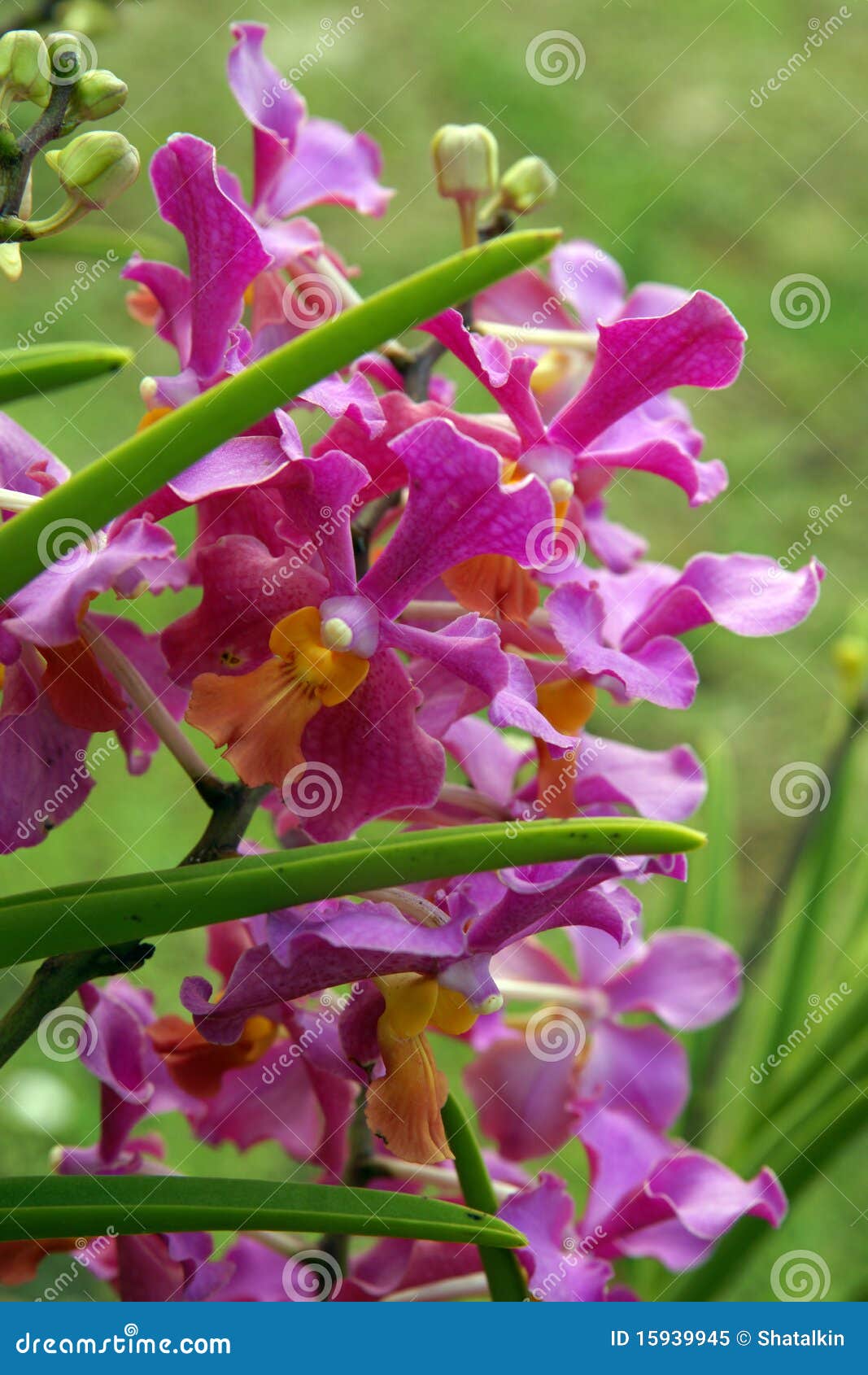 Orquídea salvaje. imagen de archivo. Imagen de imagen - 15939945