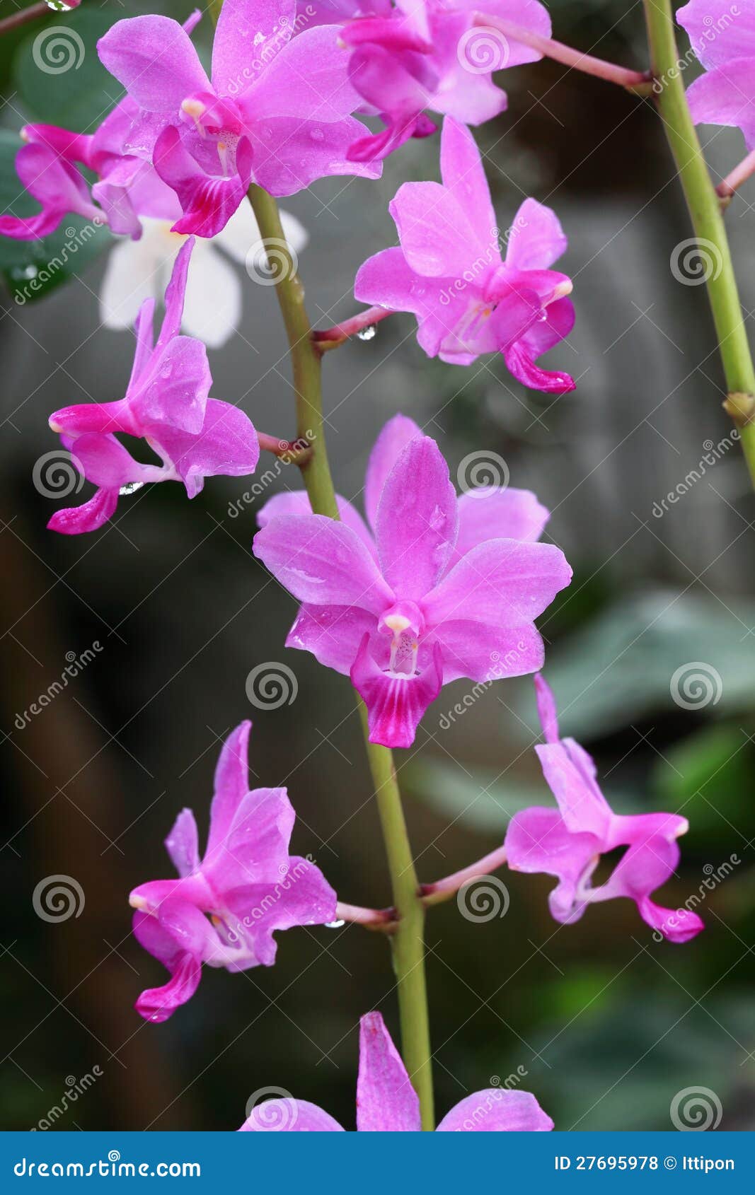 Orquídea salvaje foto de archivo. Imagen de flora, salvaje - 27695978