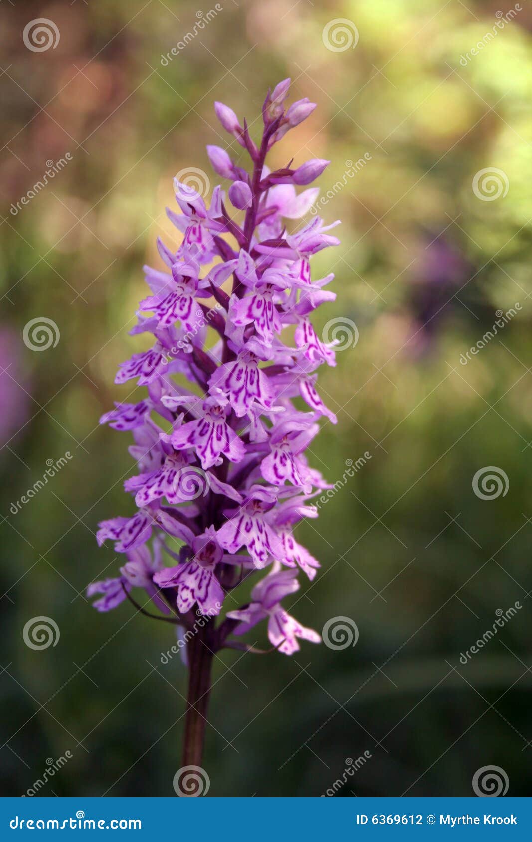 Orquídea salvaje foto de archivo. Imagen de insecto, pétalo - 6369612