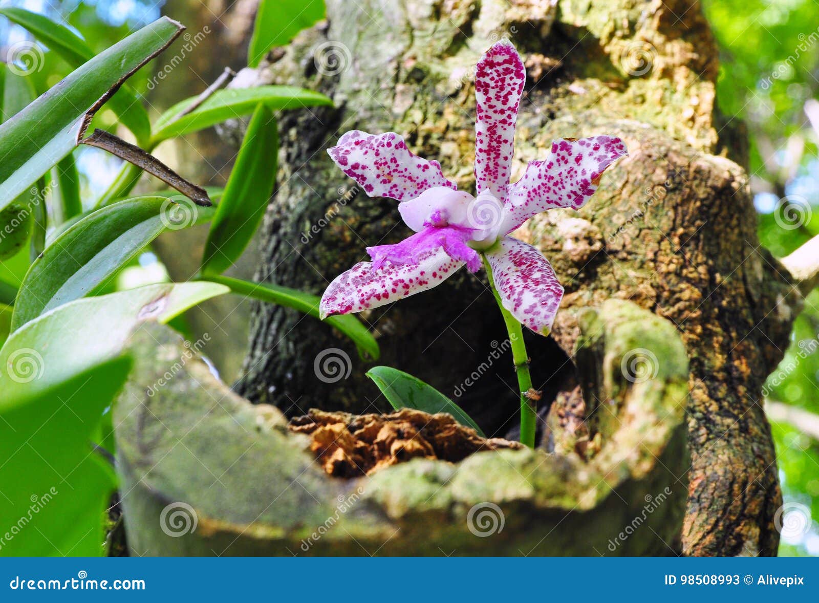 Orquídea Salvaje En El árbol Imagen de archivo - Imagen de flor ...
