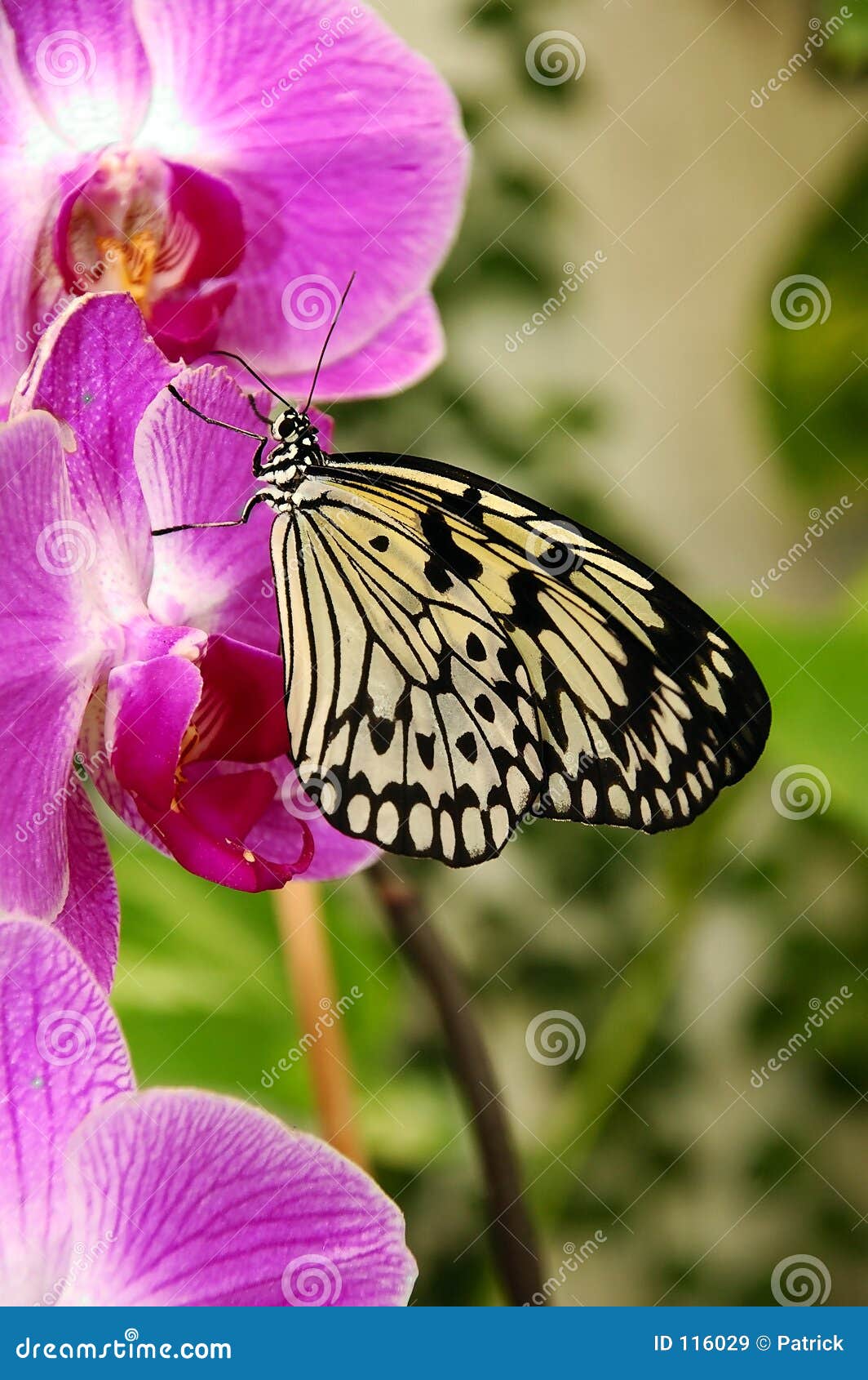 Orquídea y mariposa. imagen de archivo. Imagen de modelo - 116029