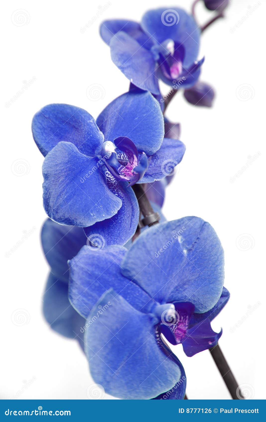 Orquídeas azules foto de archivo. Imagen de travieso, belleza - 8777126