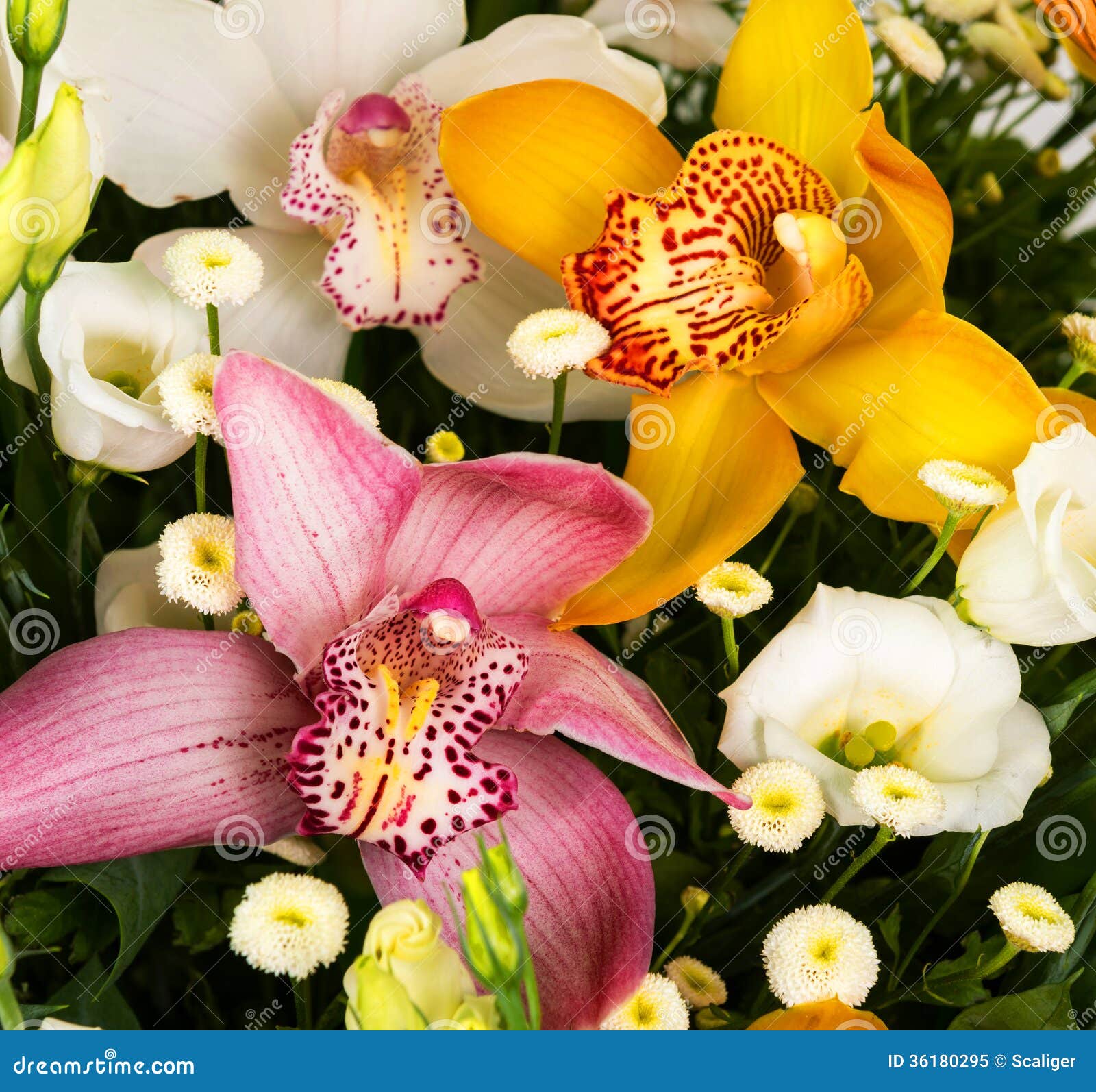 Orquídeas Coloridas Naturales Imagen de archivo - Imagen de cubo ...