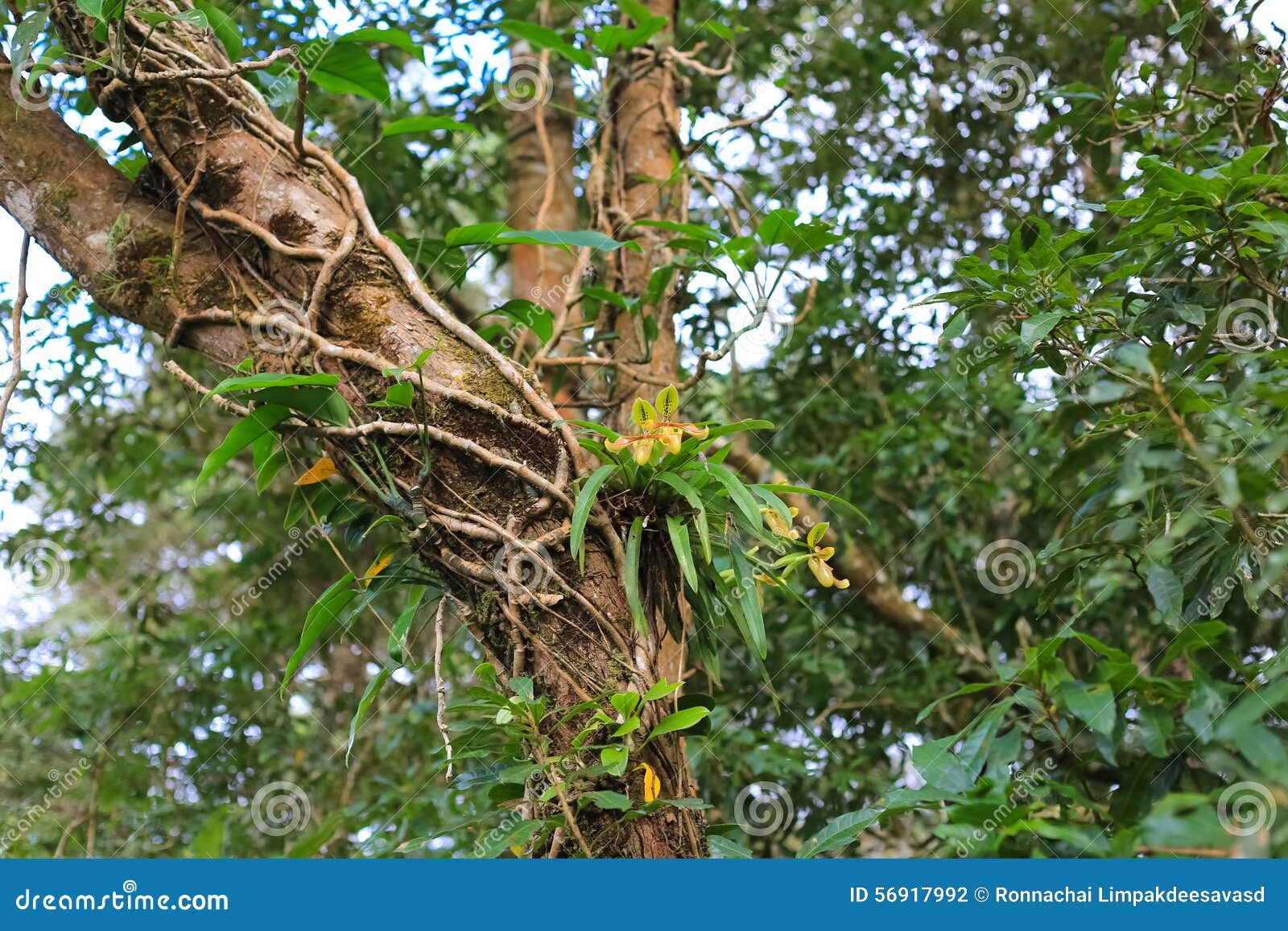 Orquídeas En La Selva Tropical Fotos De Stock - Download 281 Fotos ...