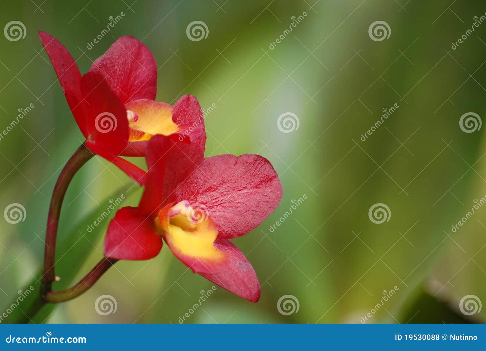 Orquídeas rojas foto de archivo. Imagen de tropical, planta - 19530088