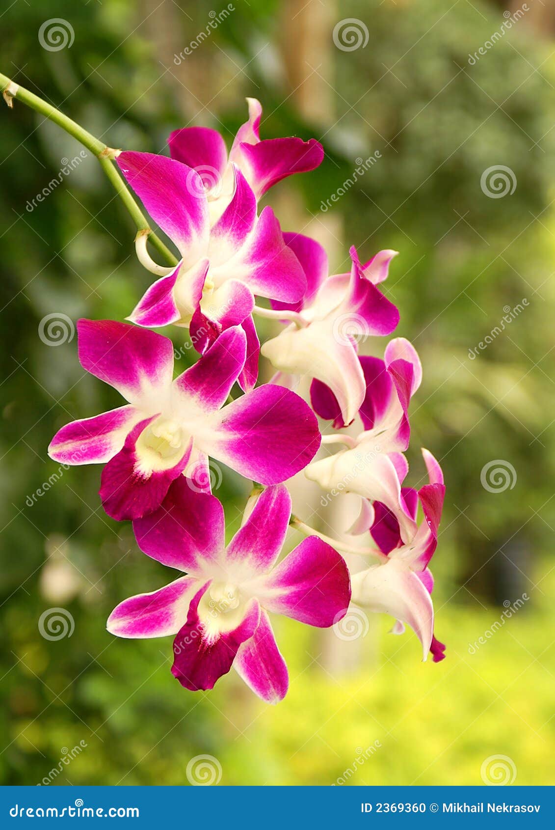 Orquídeas rojas foto de archivo. Imagen de pétalo, aromaterapia - 2369360