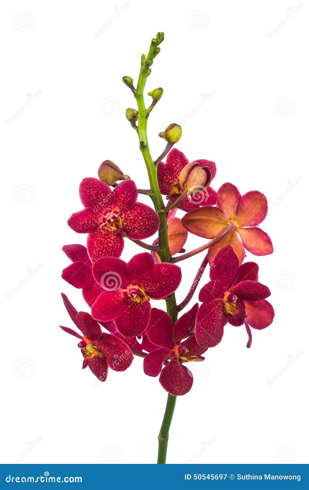 Orquídeas rojas imagen de archivo. Imagen de escaso, cubo - 50545697