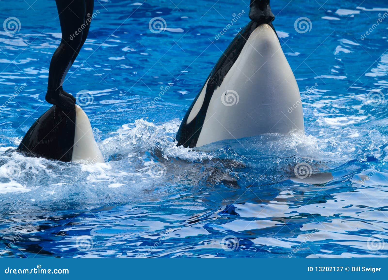 Orque image stock. Image of amusant, baleine, océan, mammifère - 13202127